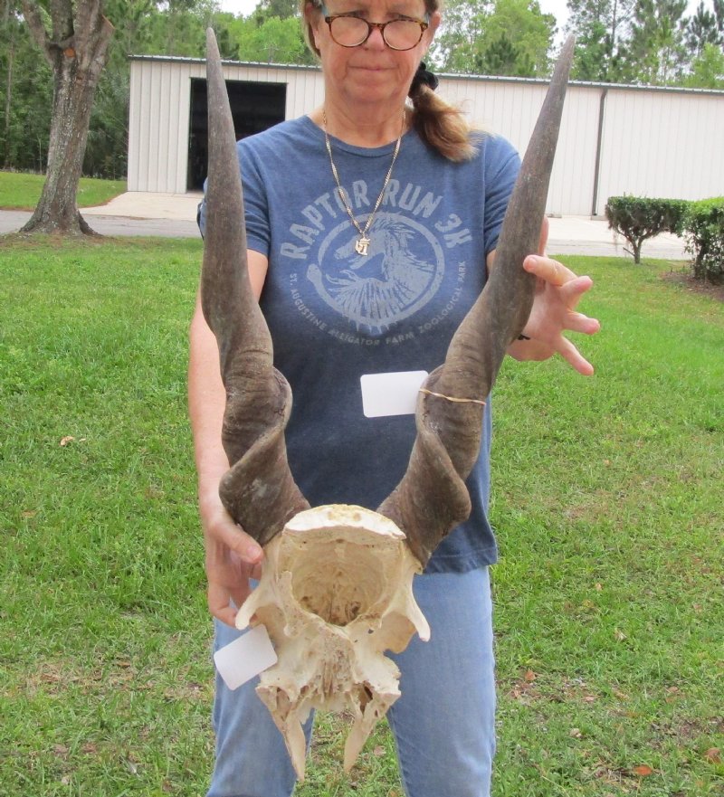 Extra Large African Male Eland Skull Plate and 32 inch horns
