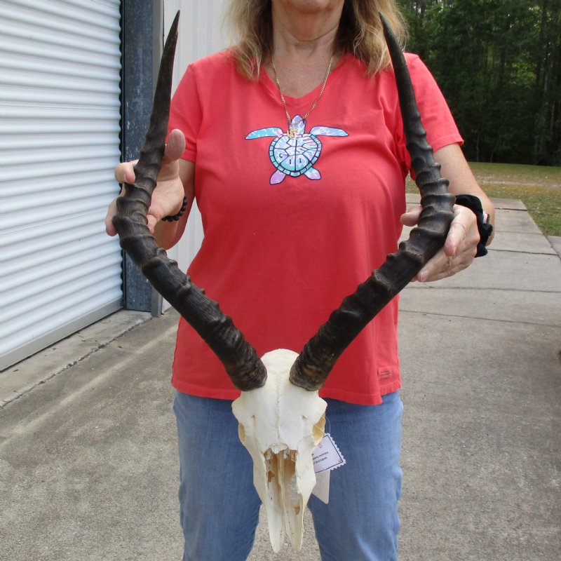 B-Grade African Impala Skull with 22 inch Horns for sale