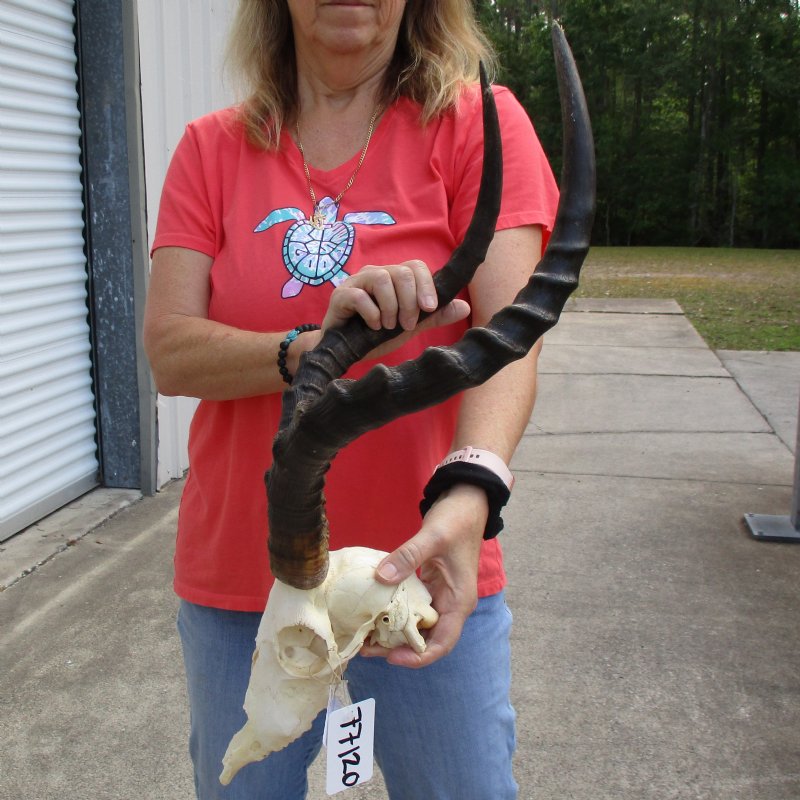 B-Grade African Impala Skull with 22 inch Horns for sale