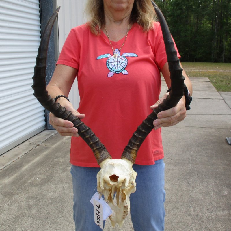 B-Grade African Impala Skull with 22 inch Horns for sale