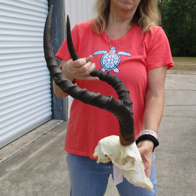 B-Grade African Impala Skull with 22 inch Horns for sale