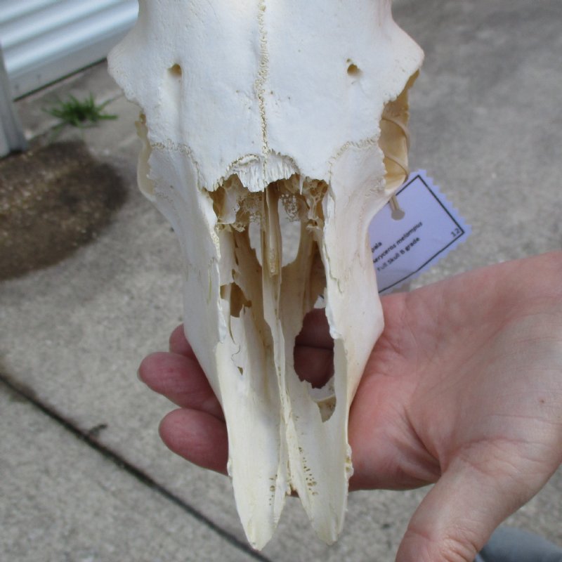 B-Grade African Impala Skull with 22 inch Horns for sale
