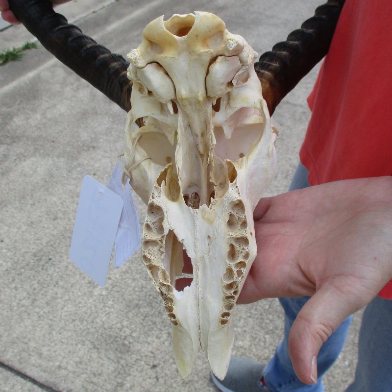 B-Grade African Impala Skull with 22 inch Horns for sale