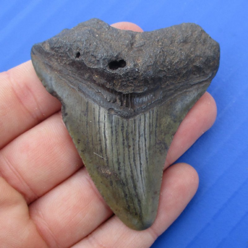 2-3/8 x 2-1/8 inch Megalodon Fossil Shark Tooth for sale