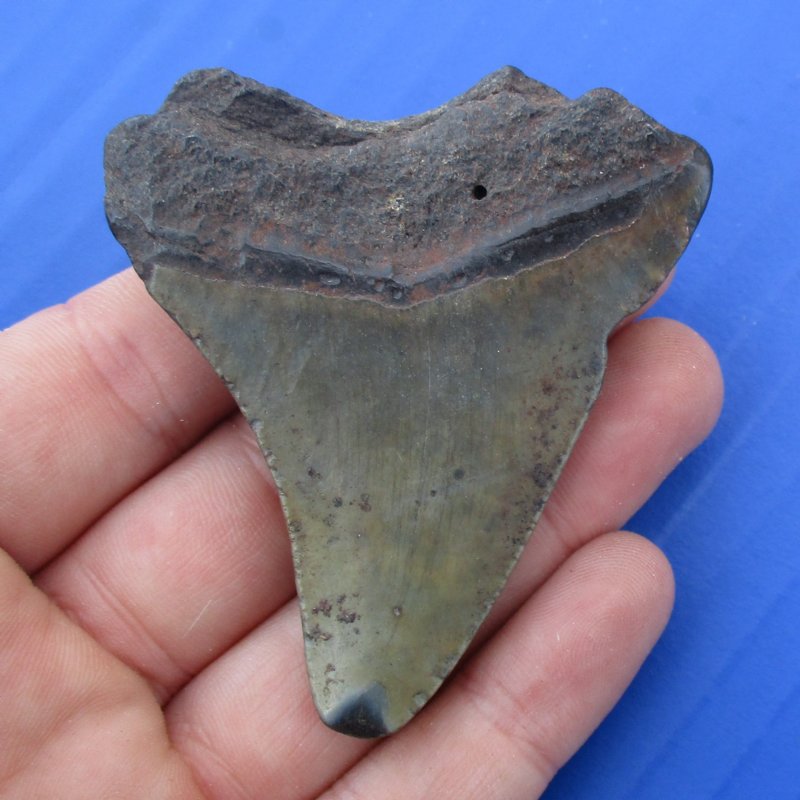 2-3/8 x 2-1/8 inch Megalodon Fossil Shark Tooth for sale