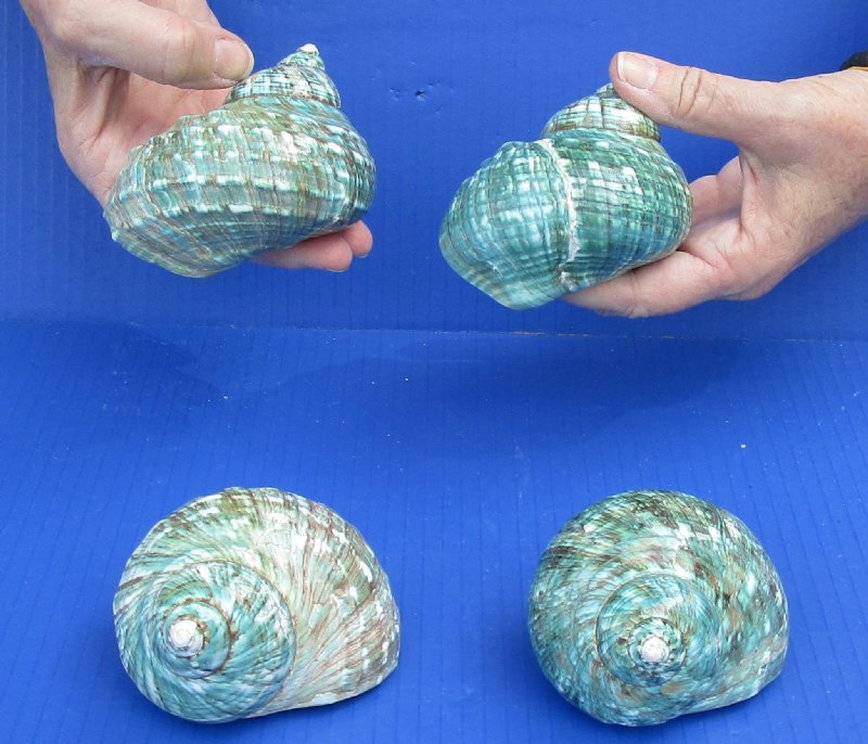 4 piece lot of Polished green turbo for hermit crab shells