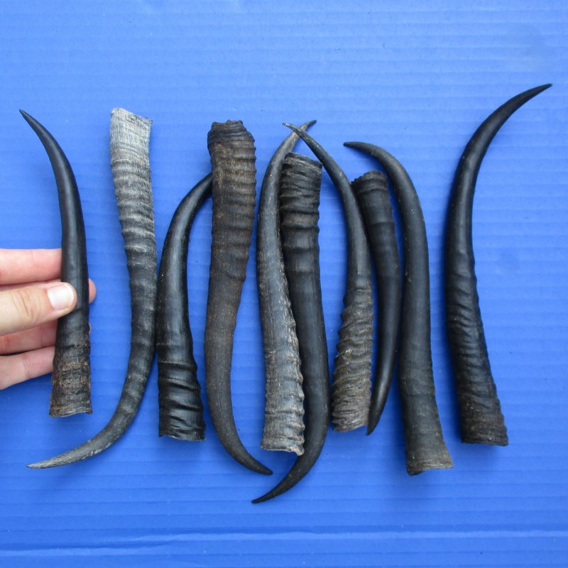 10pc lot Female Springbok Horns for purchase $50