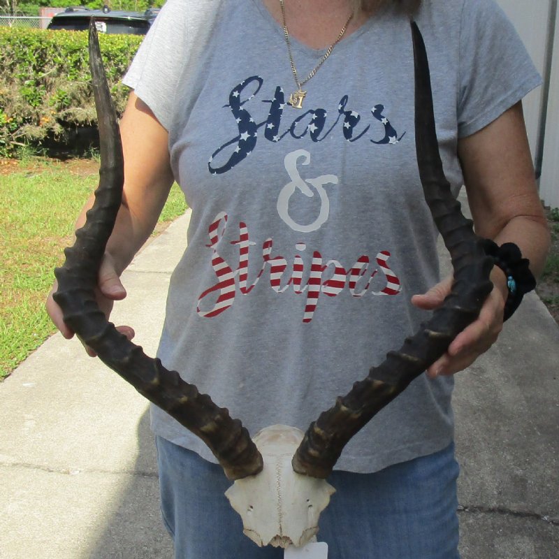 African Impala Skull Plate with 24 inch Horns for sale