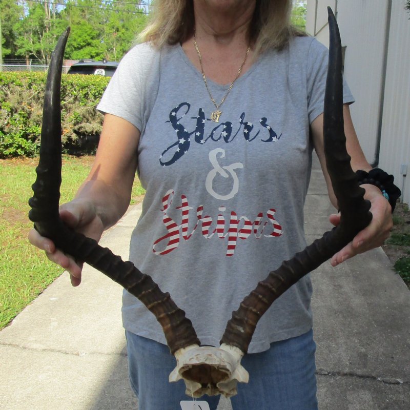 African Impala Skull Plate with 24 inch Horns for sale
