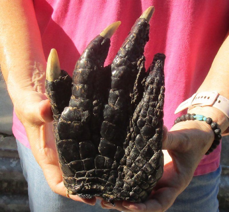 8 inch Preserved Alligator Foot for sale