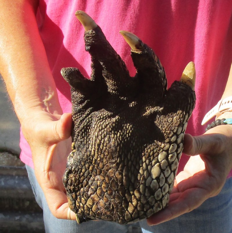 8 inch Preserved Alligator Foot for sale