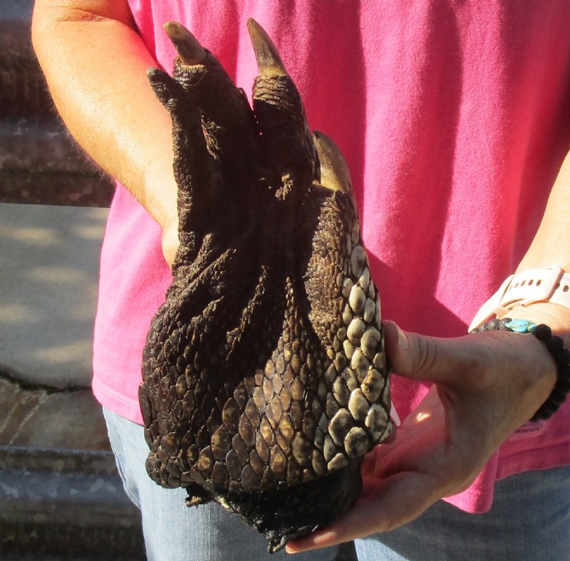 8 inch Preserved Alligator Foot for sale