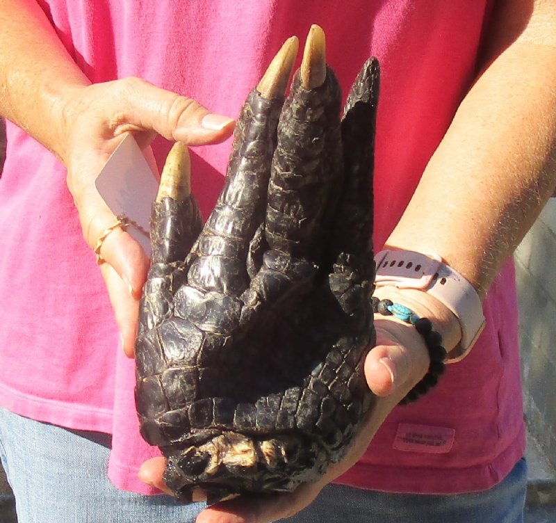 9 inch Preserved Alligator Foot for sale