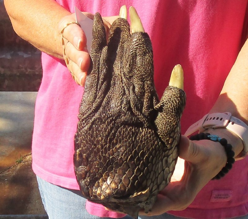 9 inch Preserved Alligator Foot for sale
