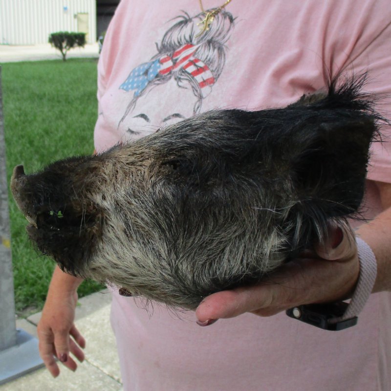 9 inch Preserved Georgia Wild Boar / Hog Head for sale