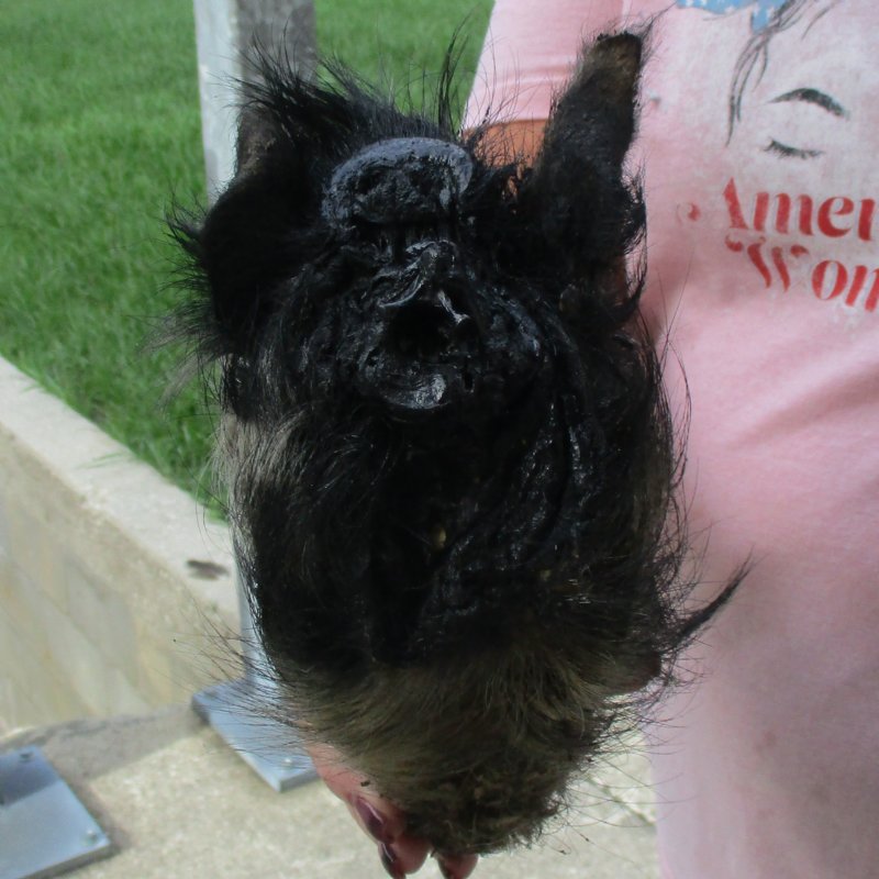 9 inch Preserved Georgia Wild Boar / Hog Head for sale