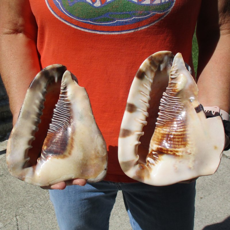 B-Grade 7 inch King Helmet Shells, 2pc for sale