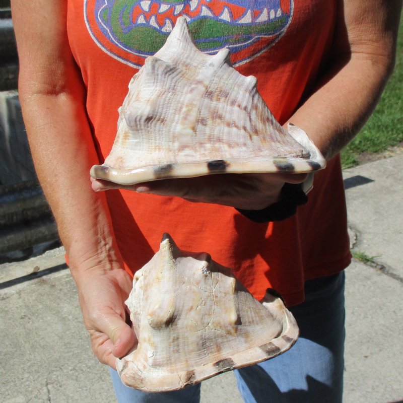 B-Grade 7 inch King Helmet Shells, 2pc for sale