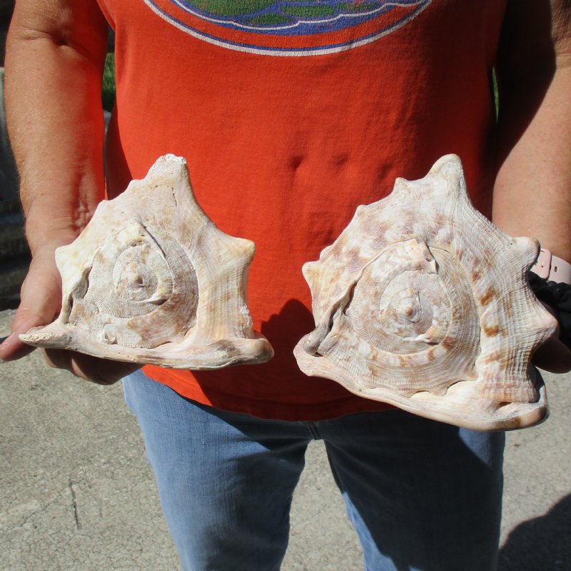 B-Grade 7 inch King Helmet Shells, 2pc for sale