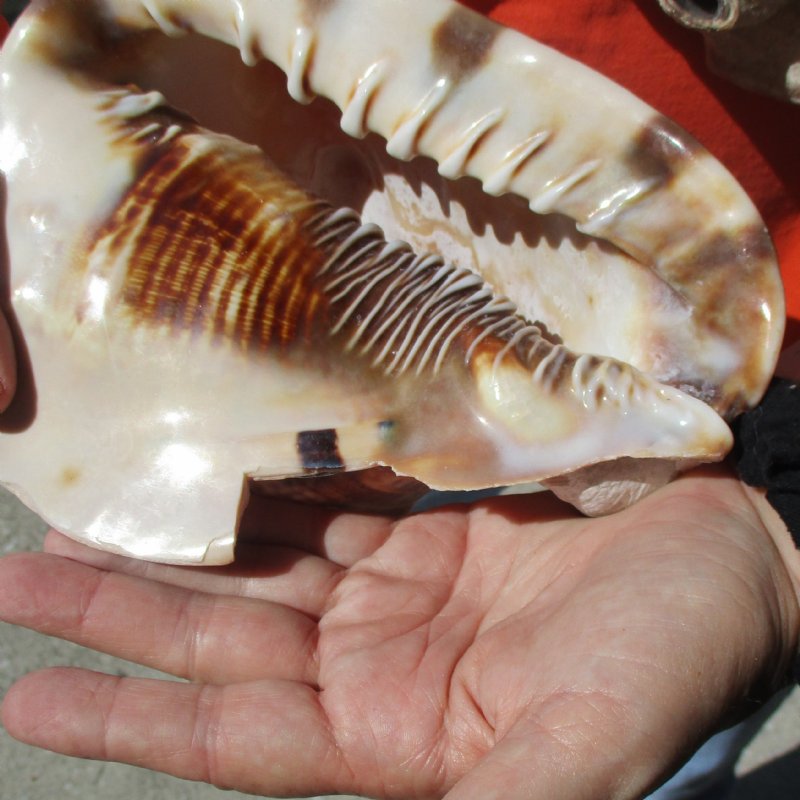 B-Grade 7 inch King Helmet Shells, 2pc for sale