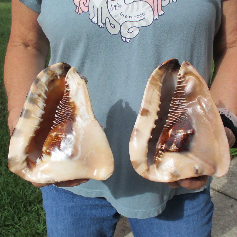 6 inch King Helmet Shells, 2pc for sale