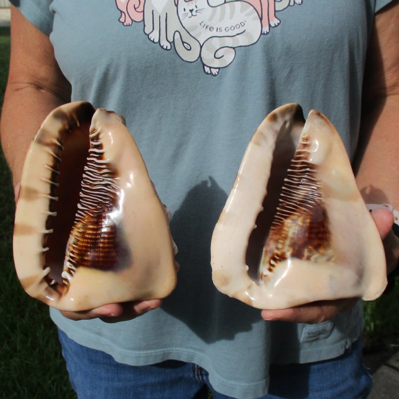 6 inch King Helmet Shells, 2pc for sale