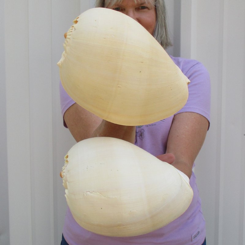 8 inch Philippine Crowned Baler Melon Shell, 2 pc lot