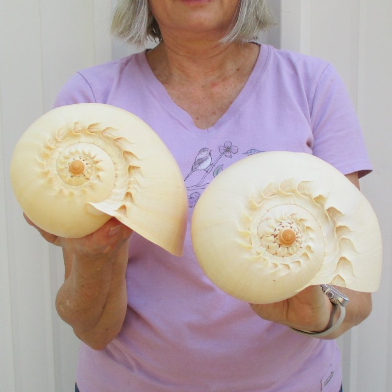 8 inch Philippine Crowned Baler Melon Shell, 2 pc lot