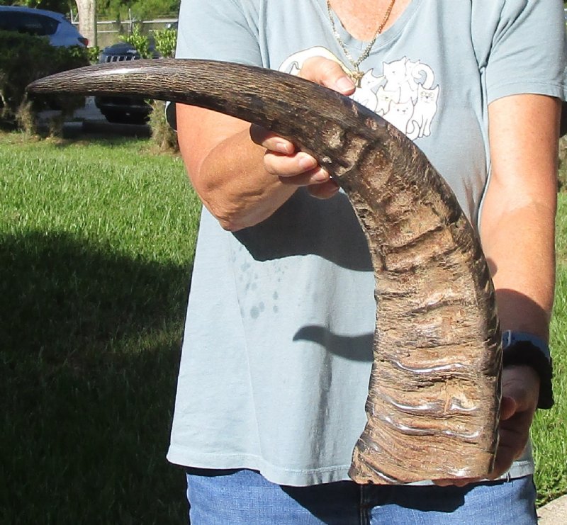 B-Grade Semi polished buffalo horn