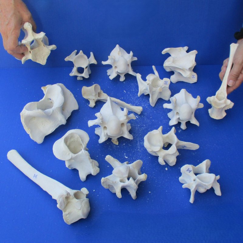15 Indian Water Buffalo Vertebrae Bones, 3 to 8 inch for sale