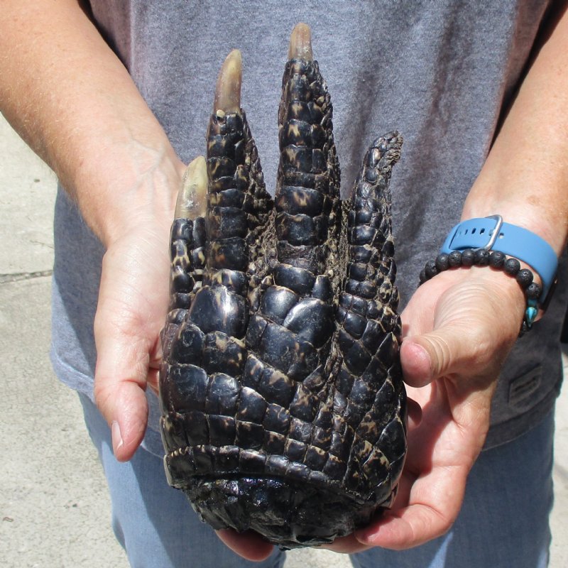 9 inch Preserved Alligator Foot for sale