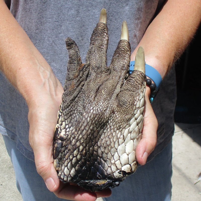 9 inch Preserved Alligator Foot for sale