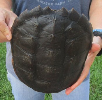Common Snapping Turtle Shell 8-1/2 inches long