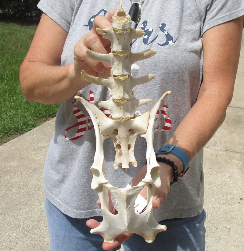 15 inch Semi-Clean Deer Vertebrae Bones for sale