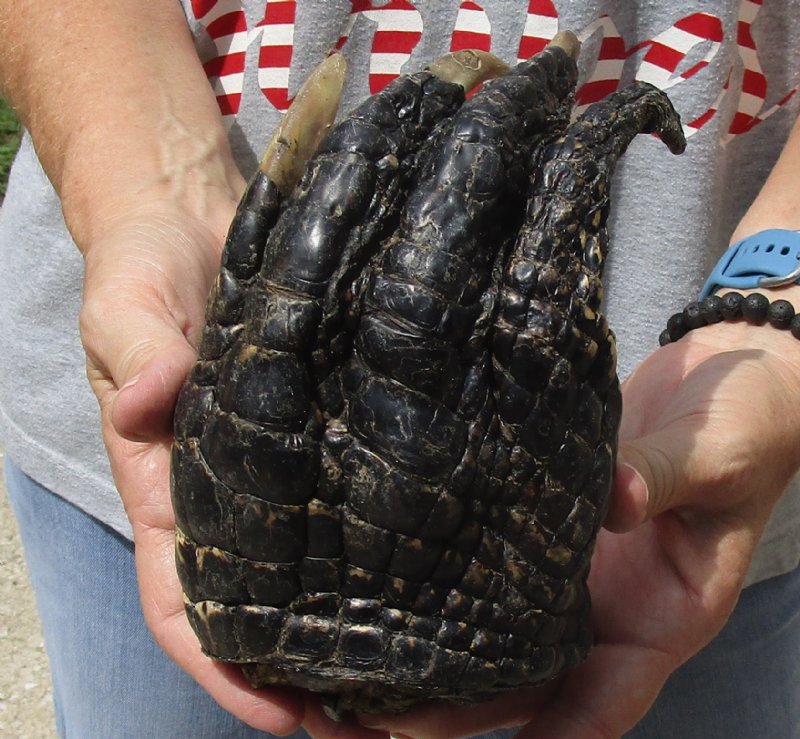 7 inch Preserved Alligator Foot for sale