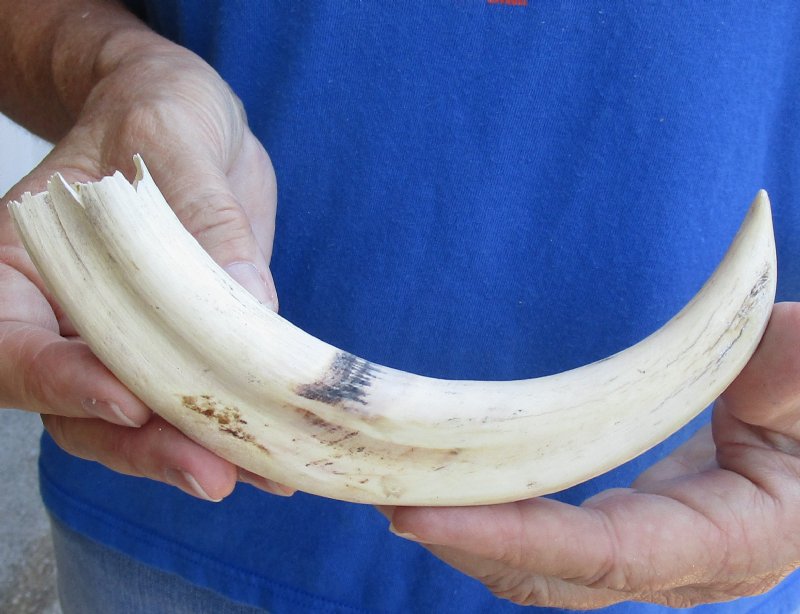 B-Grade 9 inch Ivory Tusk from African Warthog for sale