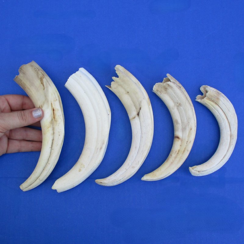 B-Grade 7 to 8-3/4 inch Ivory Tusks from African Warthogs, 5 pc for sale