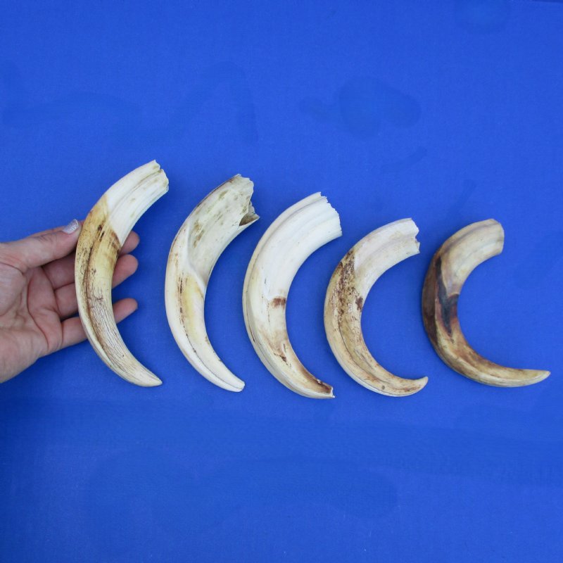 7 inch Ivory Tusks from African Warthogs, 5 pc for sale