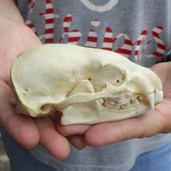B-Grade 4-1/2 inch Badger Skull for sale