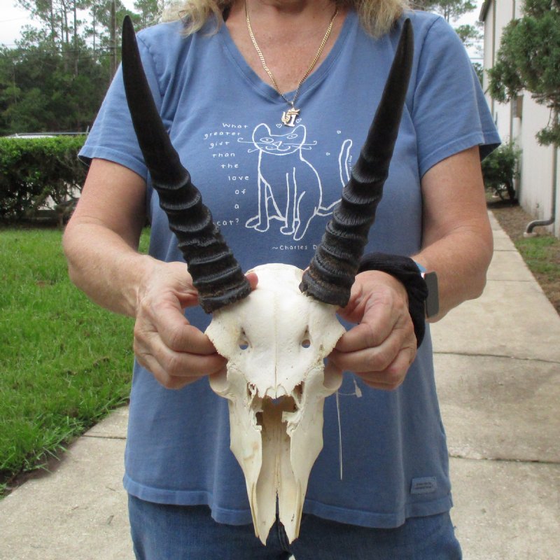 B-Grade 9 inch Common Reedbuck Skull with 11 inch Horns for sale