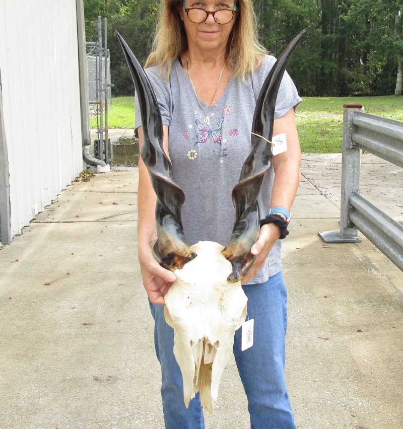 African Male Eland skull for sale
