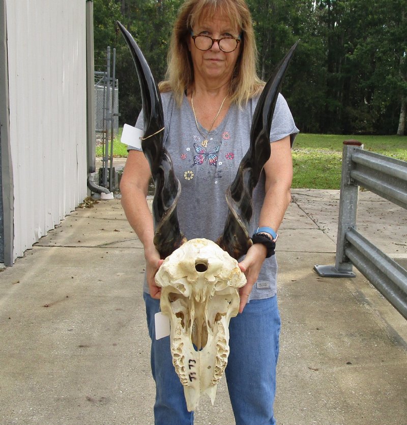 African Male Eland skull for sale