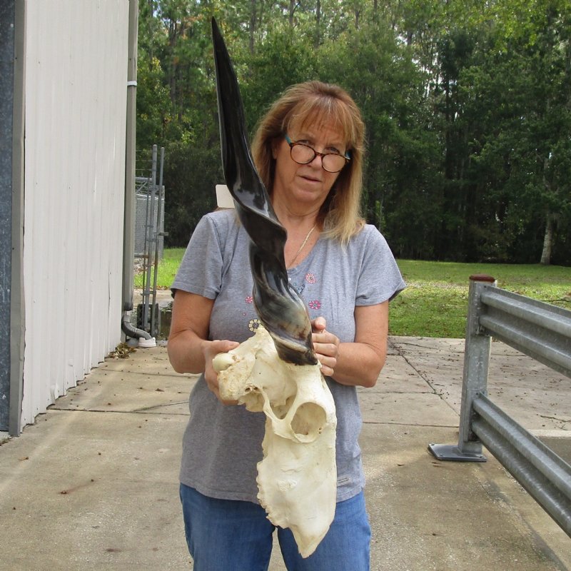 African Male Eland skull for sale