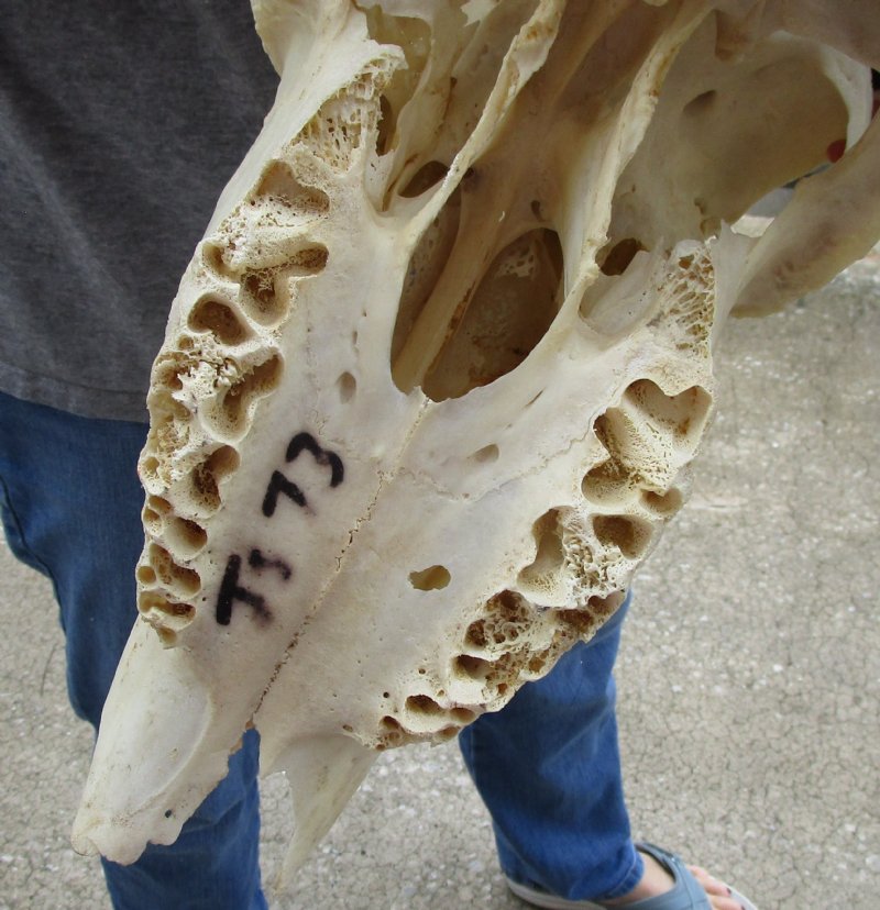 African Male Eland skull for sale