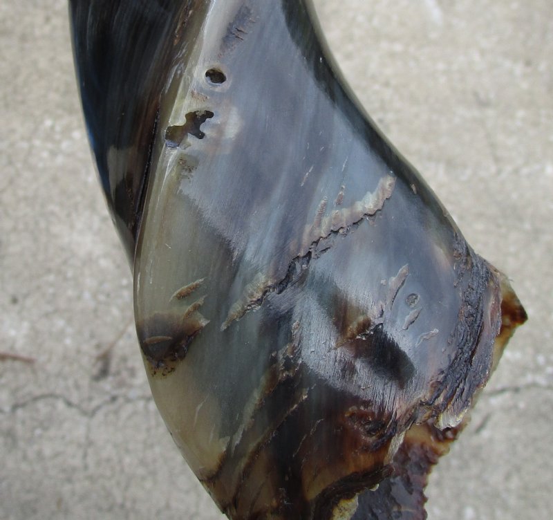 African Male Eland skull for sale