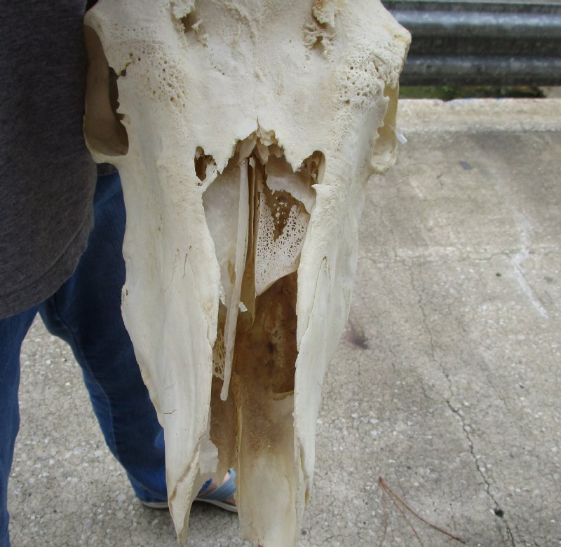 African Male Eland skull for sale