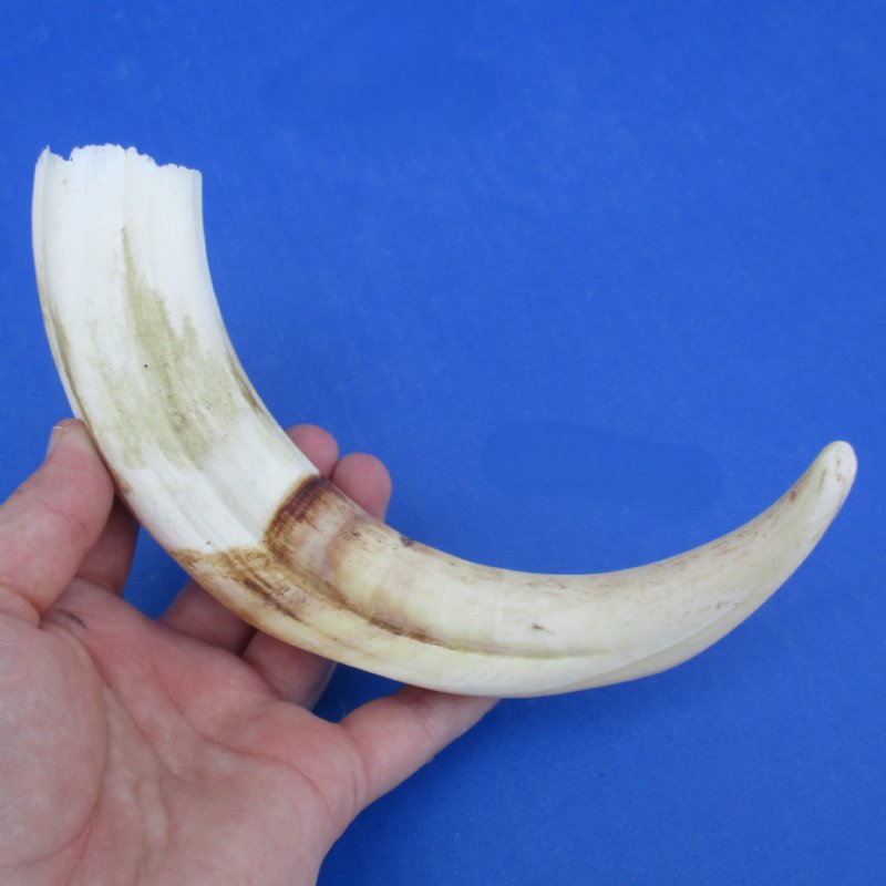 10 inch Ivory Tusk from African Warthog for sale