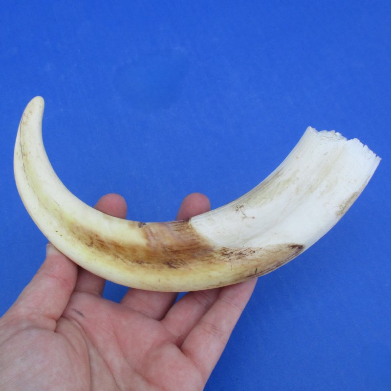10 inch Ivory Tusk from African Warthog for sale