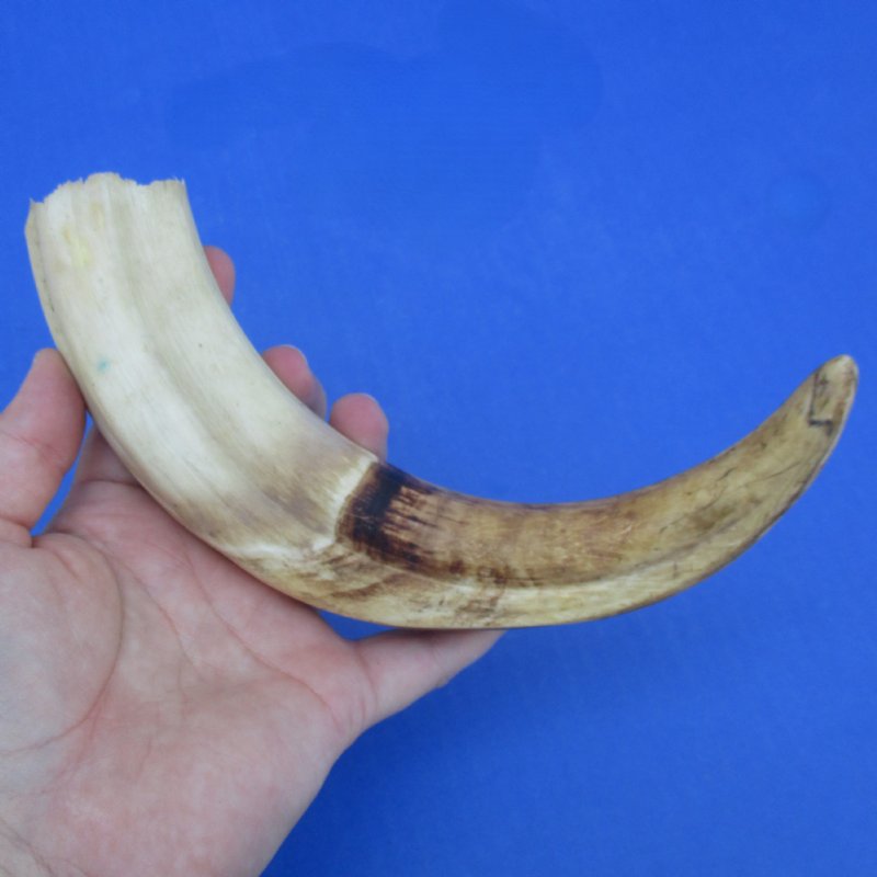 10 inch Ivory Tusk from African Warthog for sale