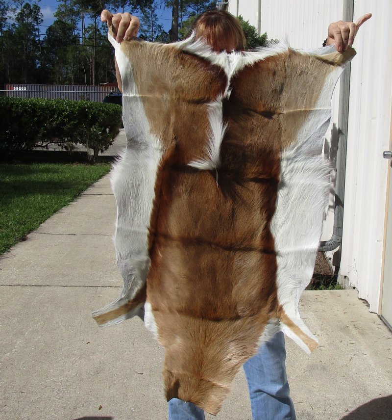 African Springbok Skin Rug for sale